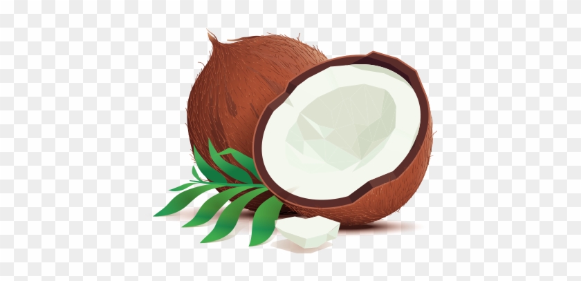 Illustration Of An Organic Coconut Freshly Cut In Half - Coconut Vector ...