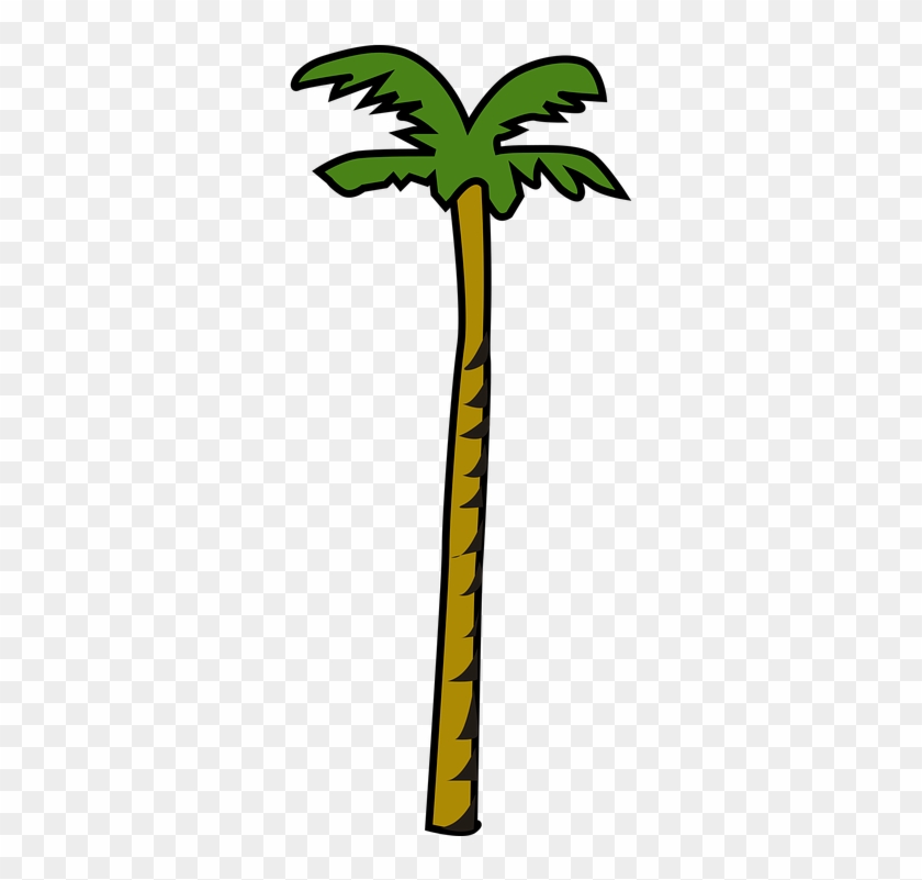 Coconut Palm Plant Tree - Coconut Clip Art - Full Size PNG Clipart ...