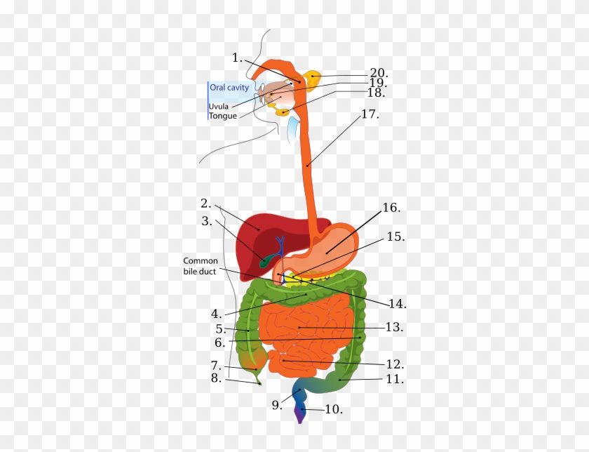 Digestive System Cut Out Diagram - Full Size PNG Clipart Images Download