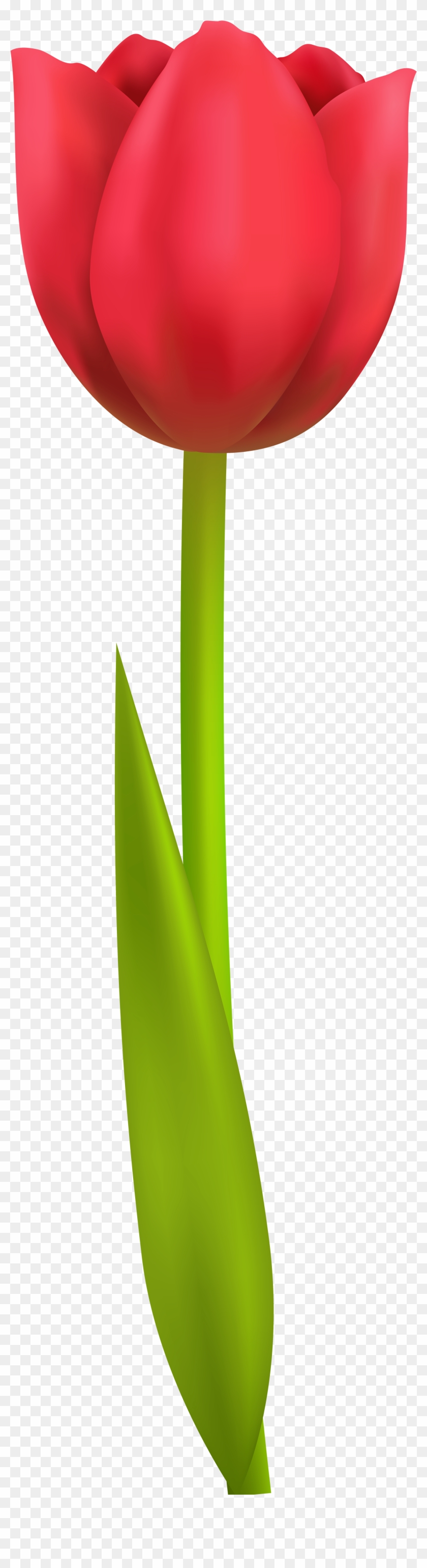 Tulip Png Transparent Clip Art Image - Tulip Png - Full Size PNG ...