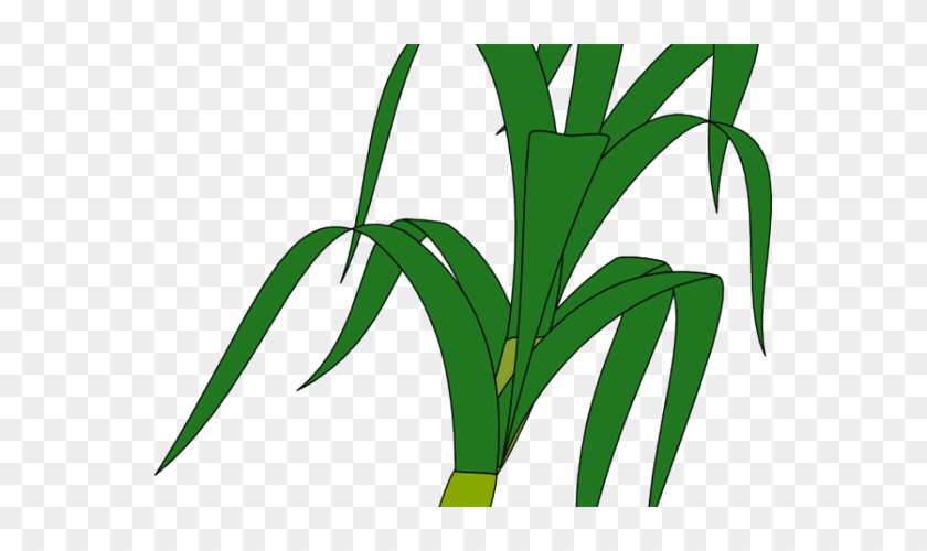 Clipart Download Wallpaper Full Wallpapers Cornstalk - Clipart Download ...