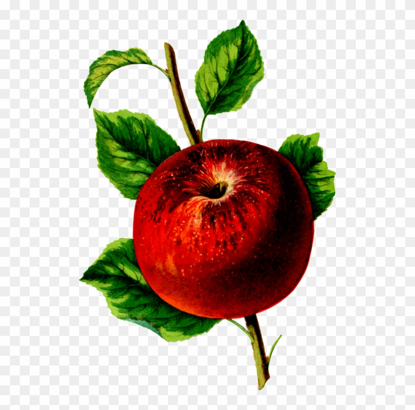 Apple Food Drawing Horticulture Orchard - Apple Food Drawing ...