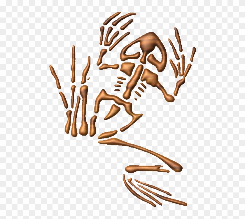 Seal Bone Frog - Seal Bone Frog - Free Transparent PNG Clipart Images ...