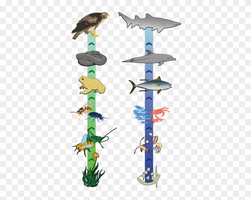 Here's An Idea For Creating A Food Chain On A Ribbon - Here's An Idea ...