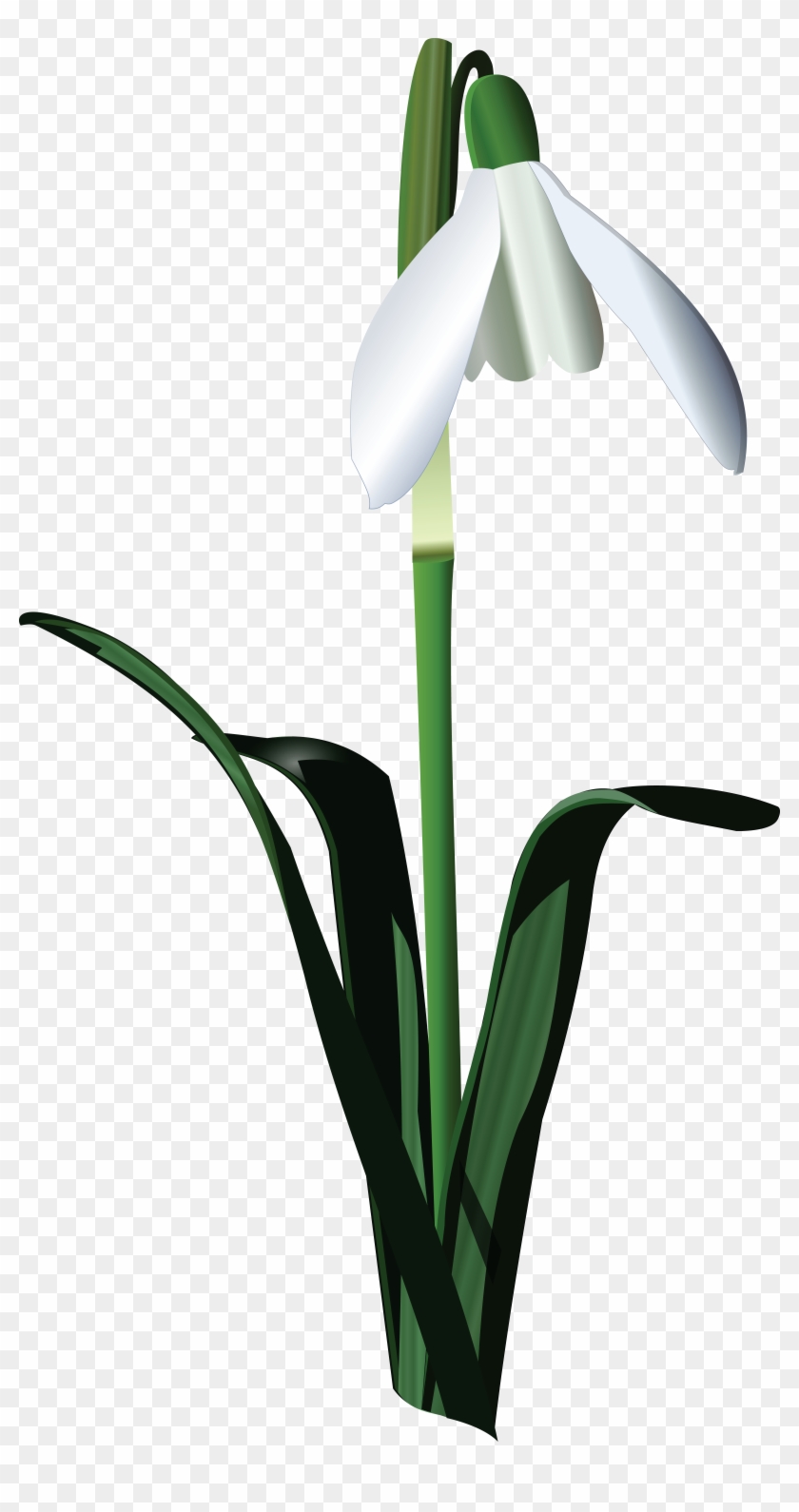 Free Clipart Of A Snowbell Flower - Snowbell Clipart - Free Transparent ...