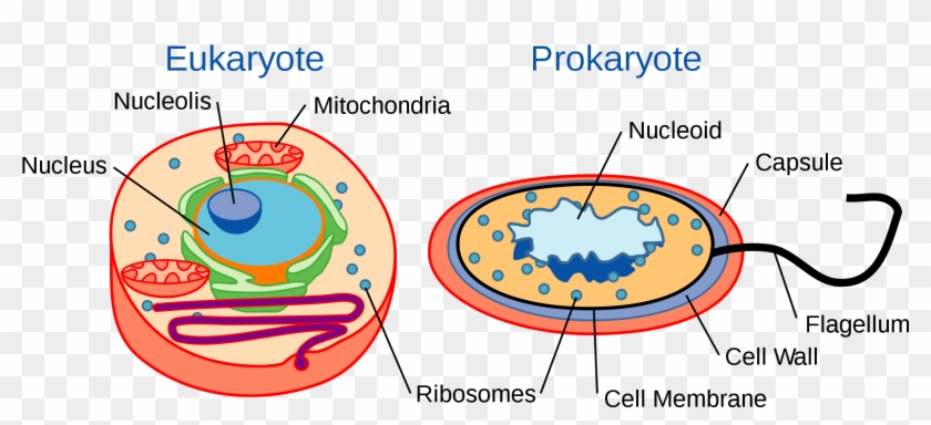 Fact Sheet Rrna In Evolutionary Studies And Environmental - Eukaryote Og Prokaryote Celler ...