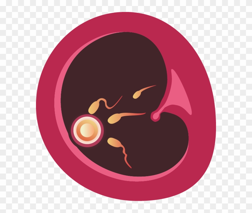 Conception - Circle - Full Size PNG Clipart Images Download