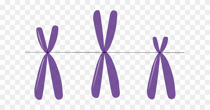 X Chromosome Clipart Transparent - Full Size PNG Clipart Images Download