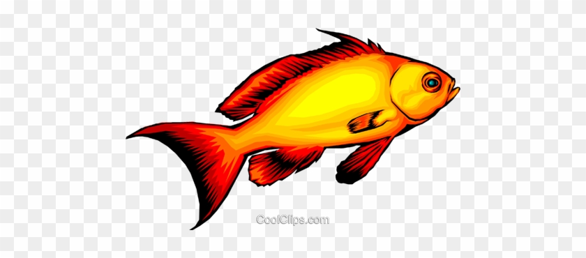 Tropical Fish Royalty Free Vector Clip Art Illustration - Fish Gif ...