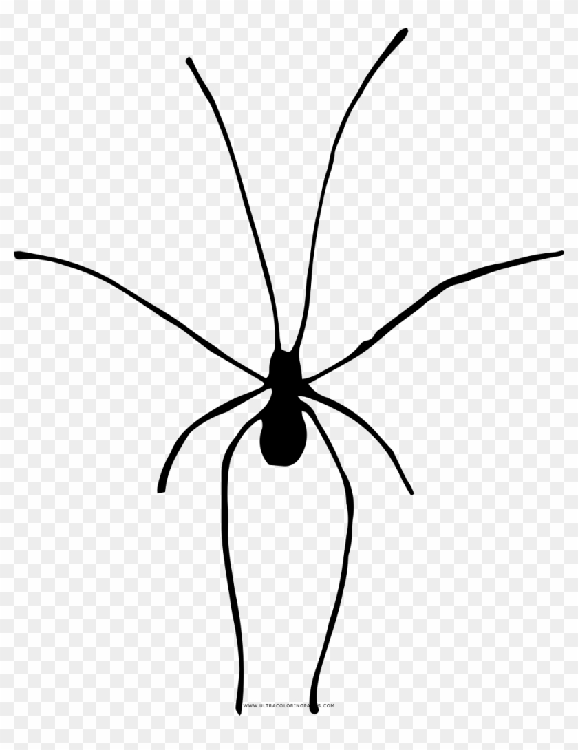 Daddy Long Legs Coloring Page - Daddy Long Legs Icon - Full Size PNG ...
