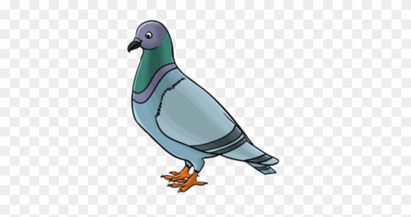 Pigeon Drawing Step By Step - Full Size PNG Clipart Images Download