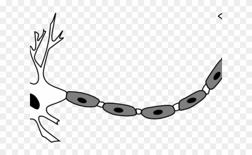 Neuron Clipart - Neuron Diagram Unlabeled - Full Size PNG Clipart ...