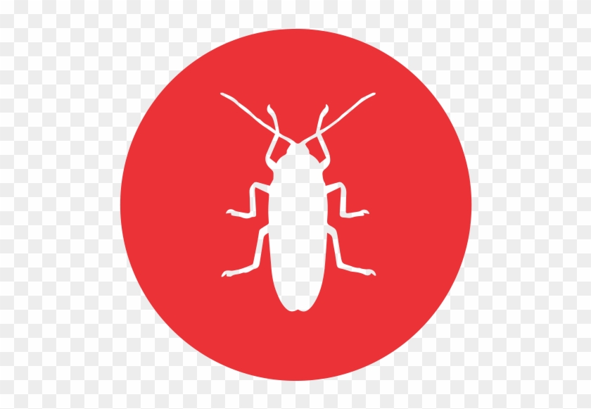 Spiders - Ants - Termites - Borers - Cockroaches - Spiders - Ants ...