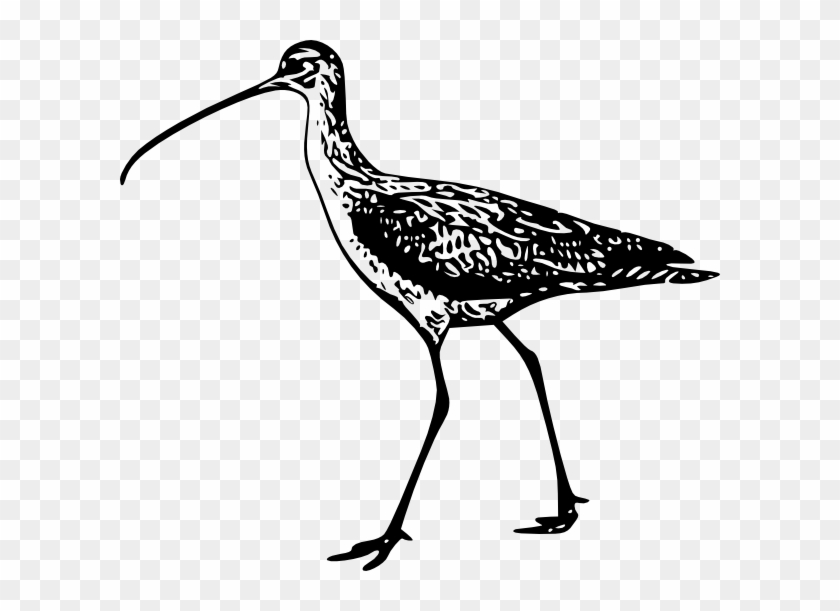 Walking Bird Clip Art - Long Billed Curlew Drawing - Full Size PNG ...