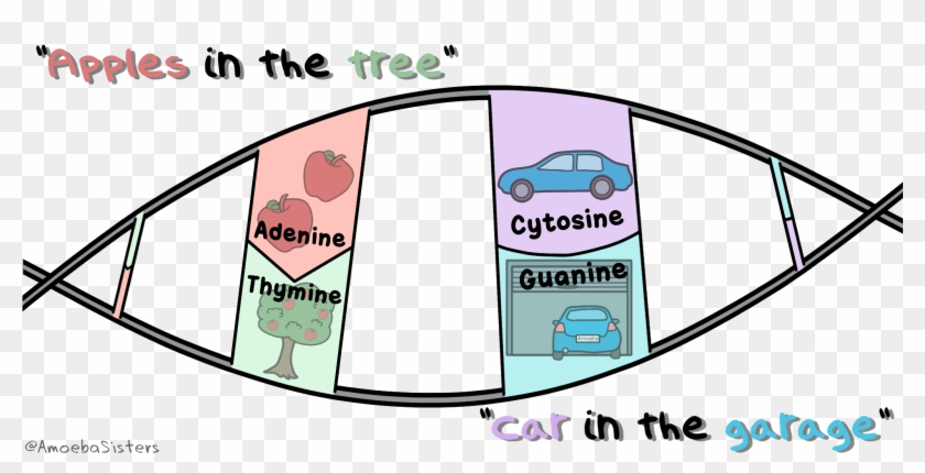 A Mnemonic Device To Remember The Dna Bases A Goes - Dna Base Pairing ...