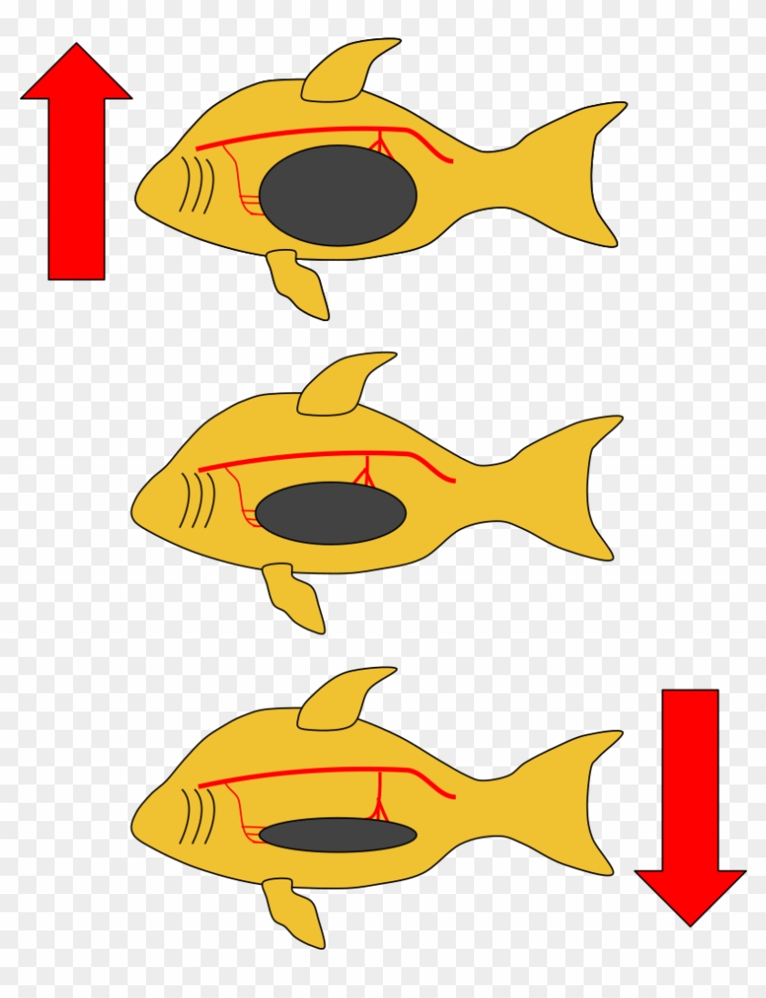 Fish Swim Bladder - Coral Reef Fish - Full Size PNG Clipart Images Download