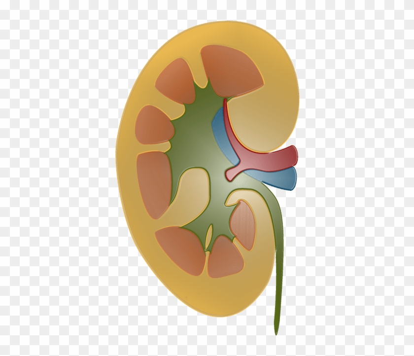 Three Kidney Schemes, Just Illustrating The Basic Structure ...