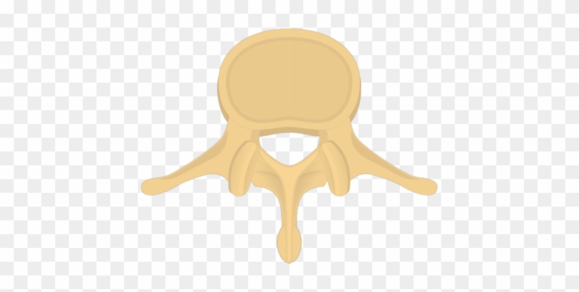 Lumbar Vertebra - Superior View - Lumbar Vertebrae Superior View - Full ...
