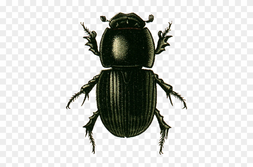 Dung Beetle Png Pluspng - Dung Beetle - Full Size PNG Clipart Images ...