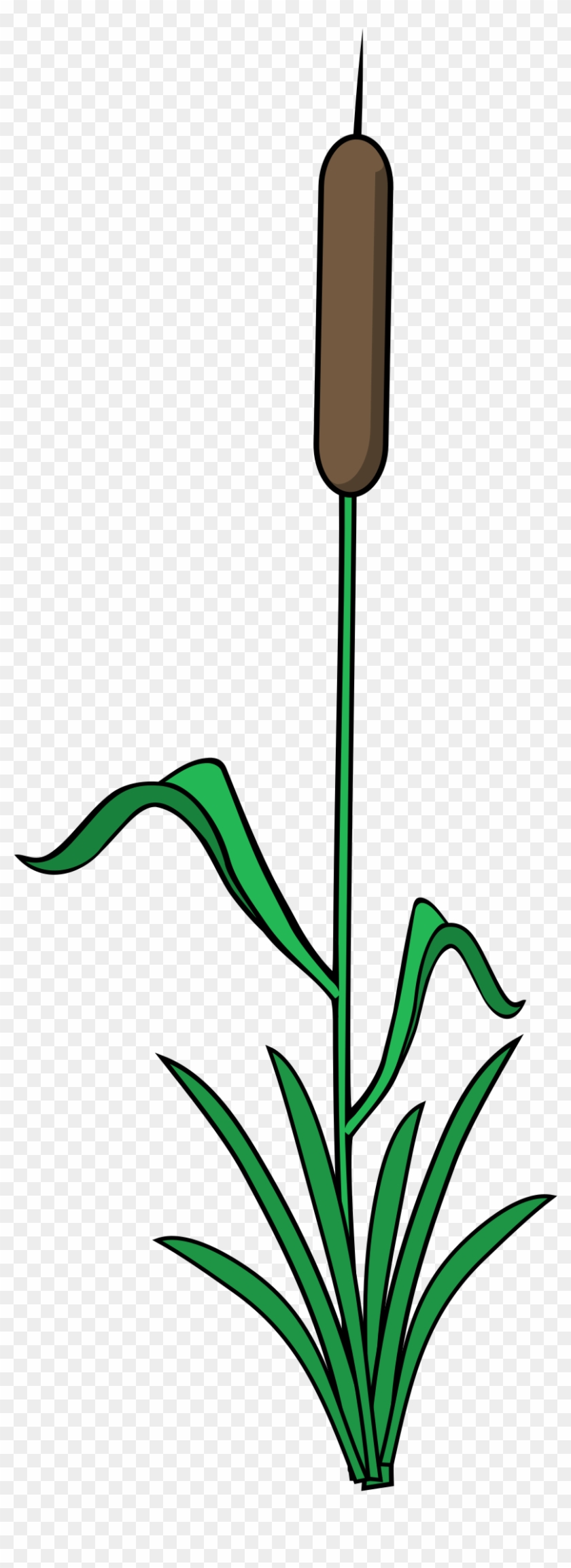 Nature - Reed - Nature - Reed - Free Transparent PNG Clipart Images ...