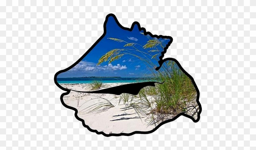 Conch - Map - Free Transparent PNG Clipart Images Download