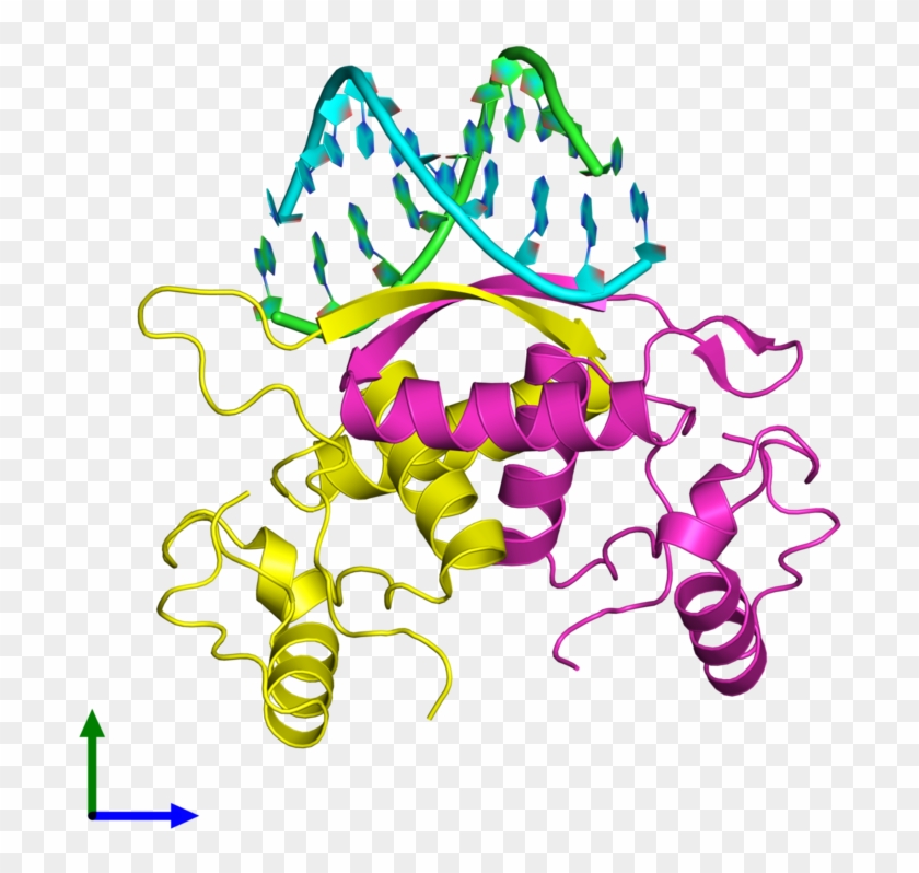 Pdb 1mjm Coloured By Chain And Viewed From The Front - Illustration ...