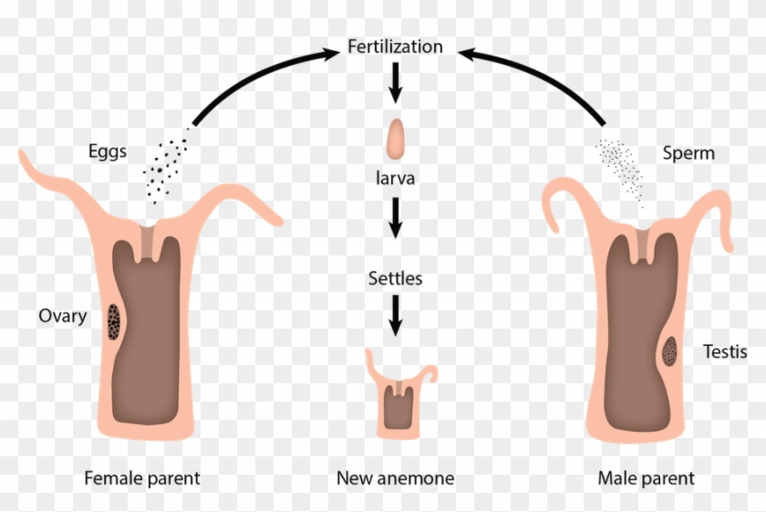 fig - 3 - 30 - - fig - 3 - 30 - - Free Transparent PNG Clipart Images ...