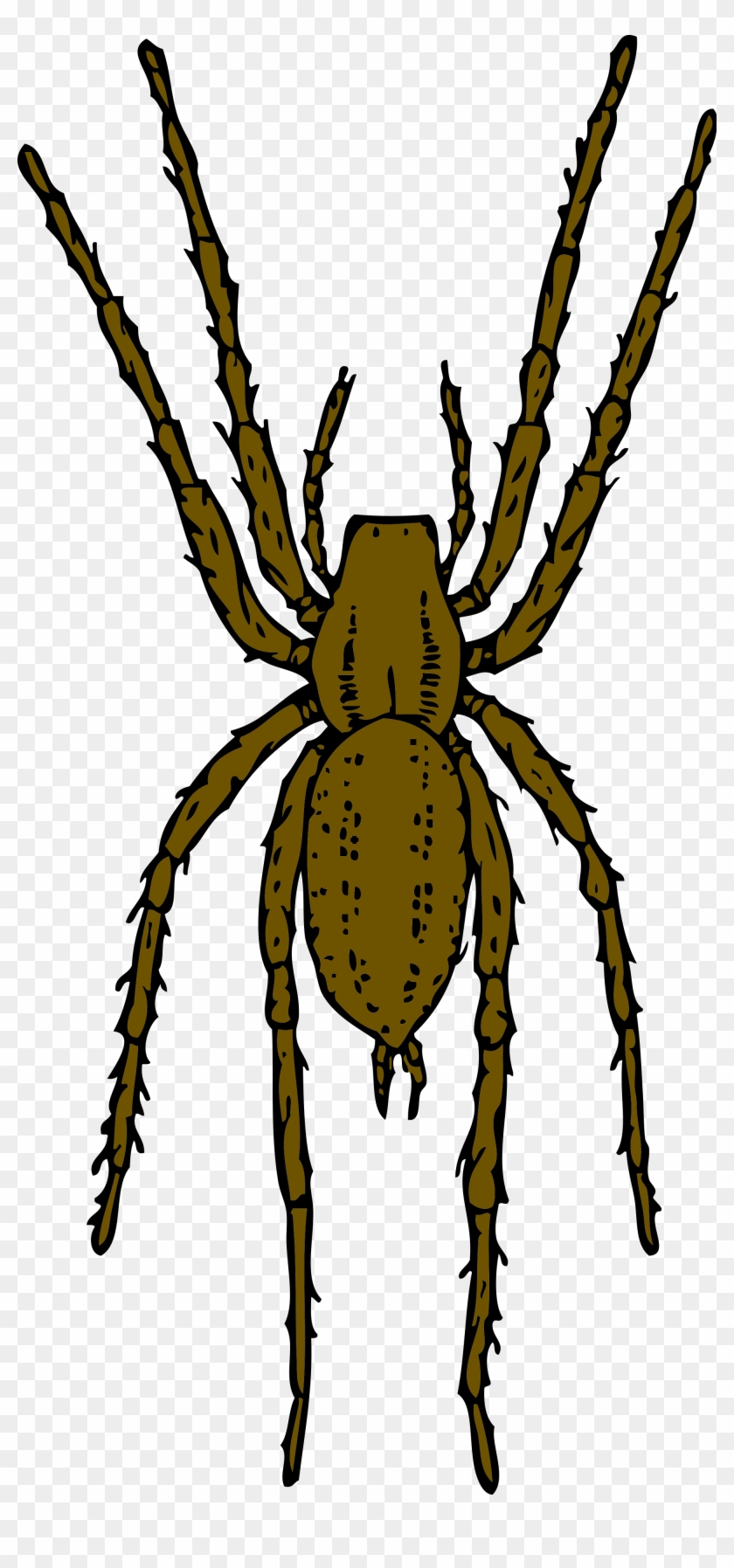 Picture Free Library Garden Huge Freebie - Brown Spider Clipart - Full ...