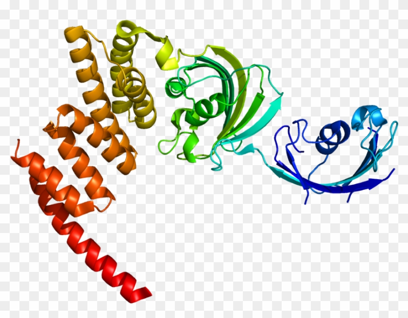 Fkbp5 Protein - Free Transparent PNG Clipart Images Download