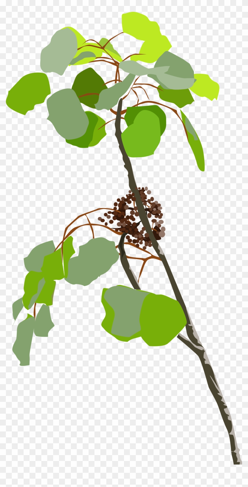 Lapa-lapa, Vector - Illustration - Free Transparent PNG Clipart Images ...