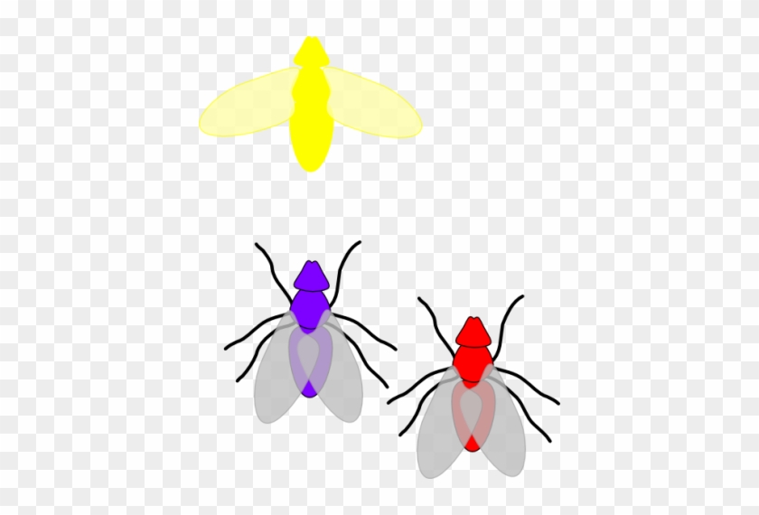 Firefly Cut Out Png Images - Fly Clip Art - Full Size PNG Clipart ...