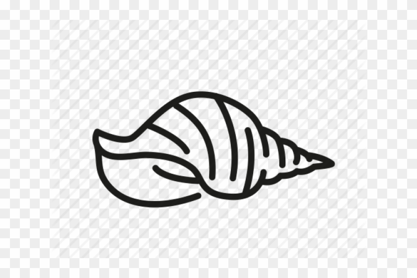 Drawn Shell Sea Creature - Drawing - Full Size PNG Clipart Images Download