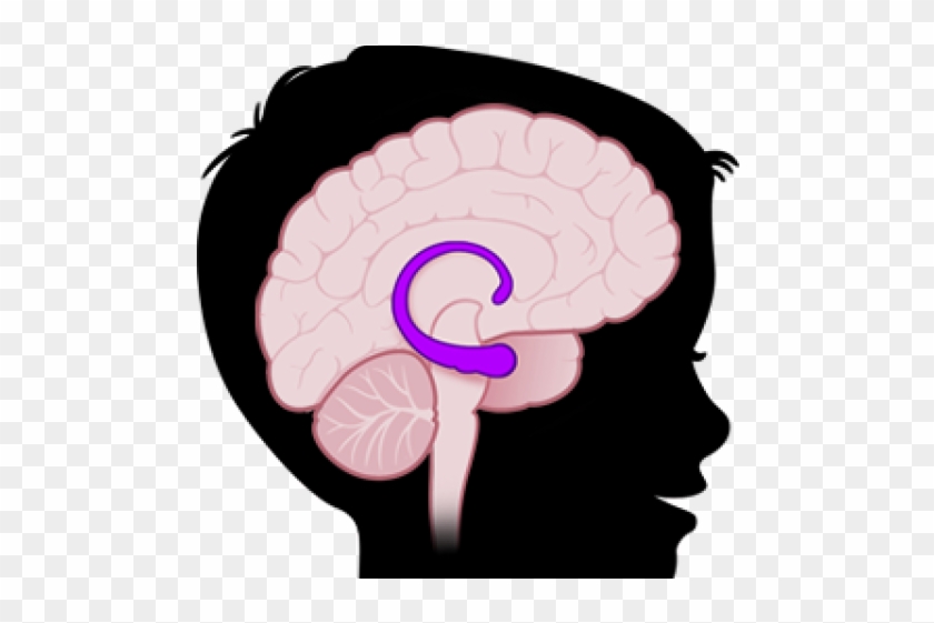 Brains Clipart Amygdala - Hippocampus In Brain Png - Full Size PNG ...