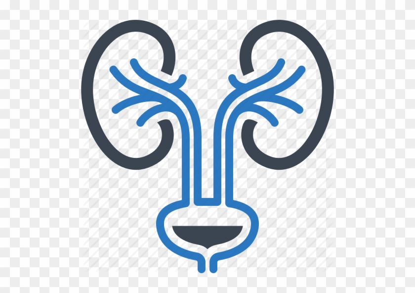 Urology Png Clipart Urology Medicine Surgery - Urology Png - Full Size ...