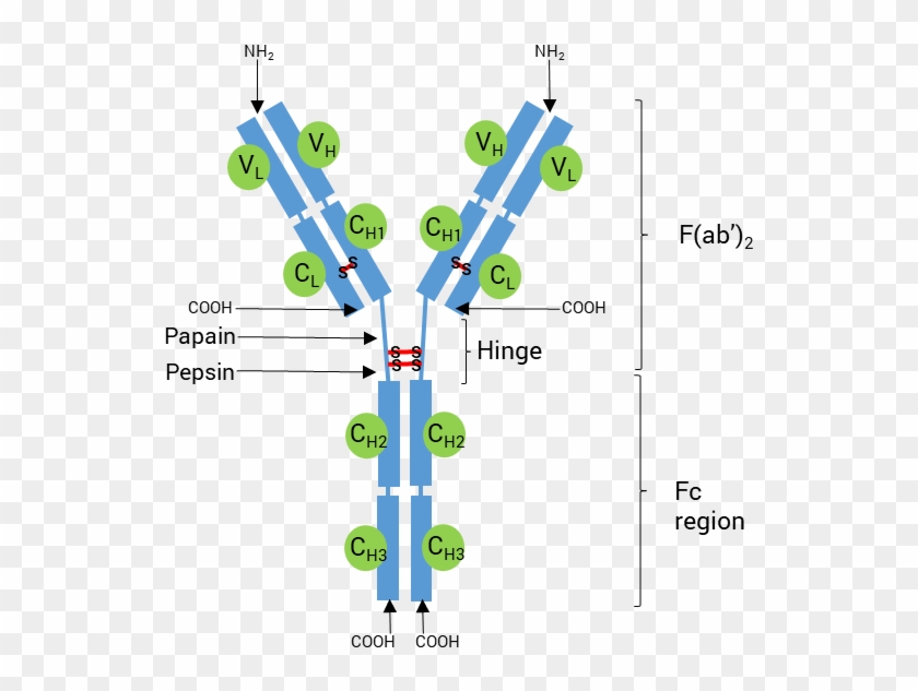 Schematic Structure Of An Antibody - Diagram - Full Size PNG Clipart ...