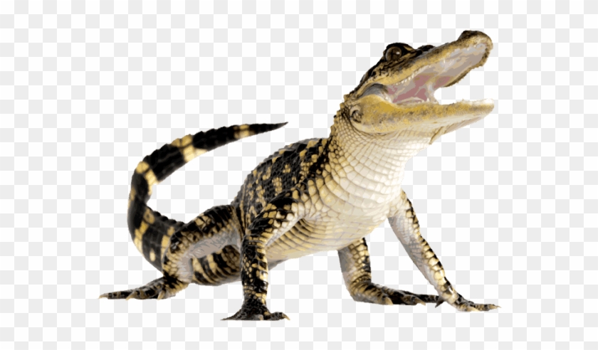 Slide Title - Alligator Png - Free Transparent PNG Clipart Images Download