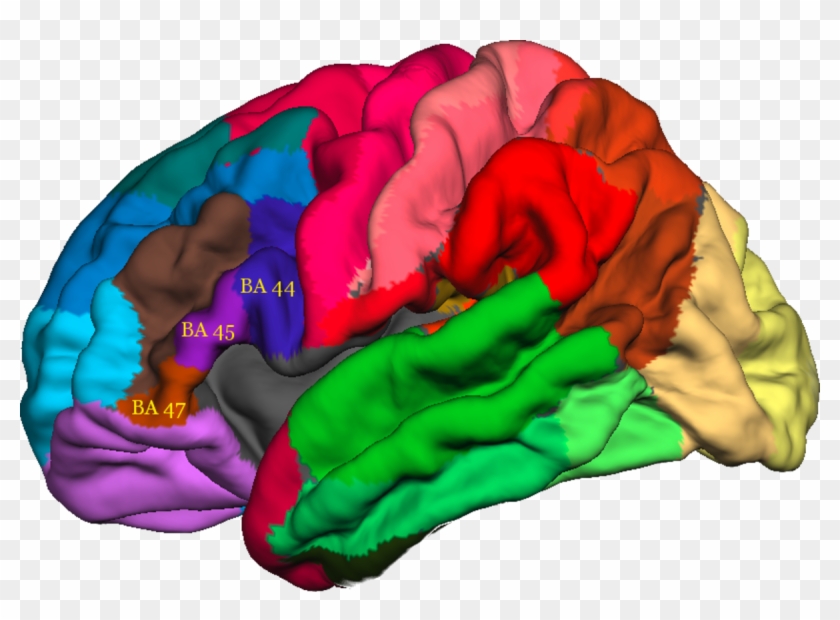 Brodmann Area 44 Freesurfer - Full Size PNG Clipart Images Download