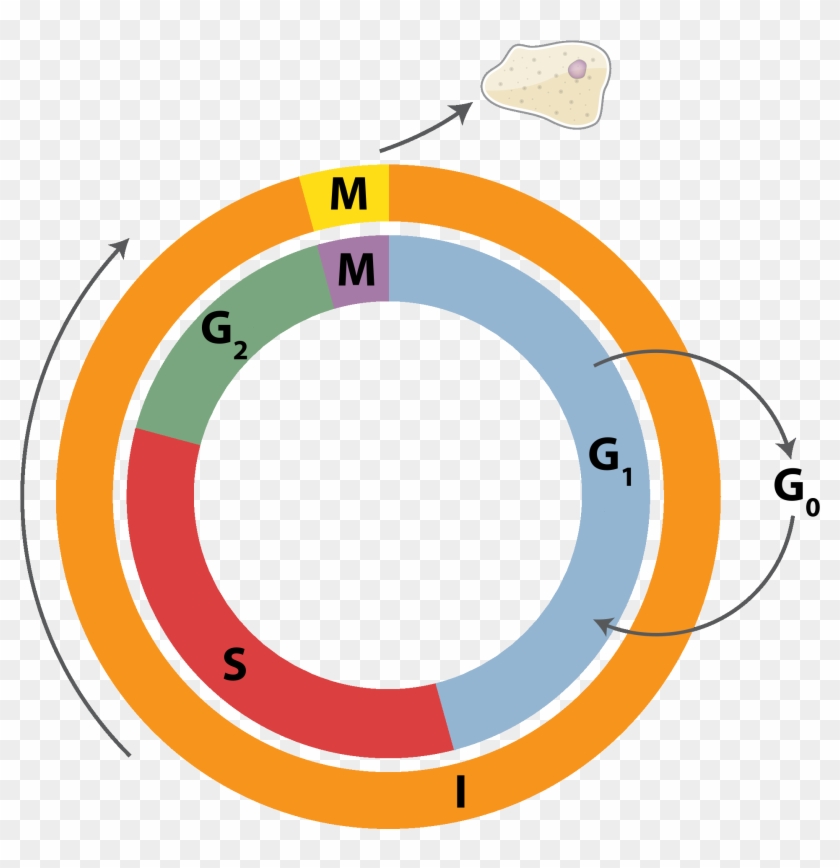 Cell Cycle Division Mitosis - Cell Cycle Png - Full Size PNG Clipart ...