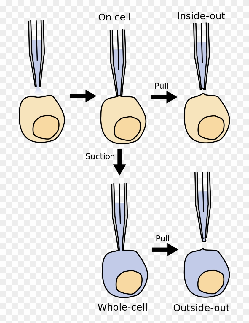 File - Patchmodes - Svg - Patch Clamp Technique Pdf - Full Size PNG ...