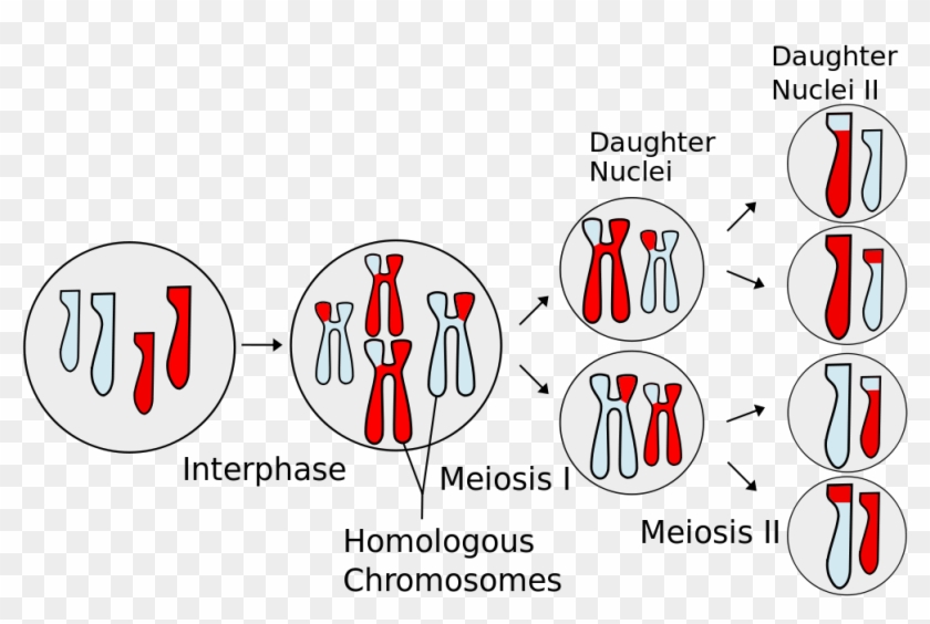 Science Visualized Meiosis And Mitosis-the Sphere By - Number Of ...