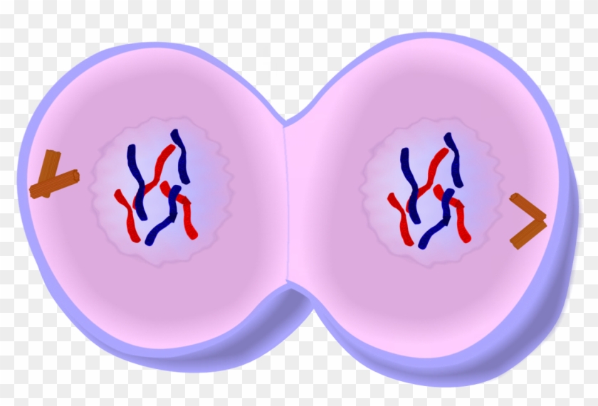 Cytokinesis - Separate Nucleus From Cytoplasm - Full Size PNG Clipart ...