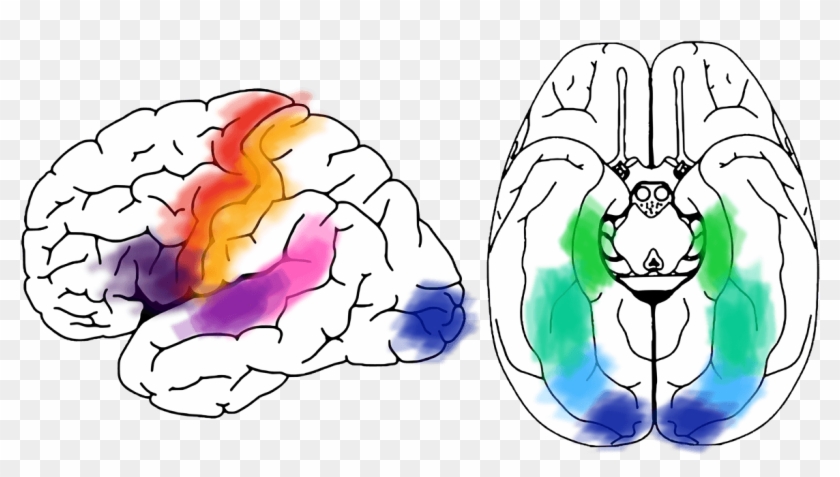 Brain Regions - Brain Regions - Full Size PNG Clipart Images Download