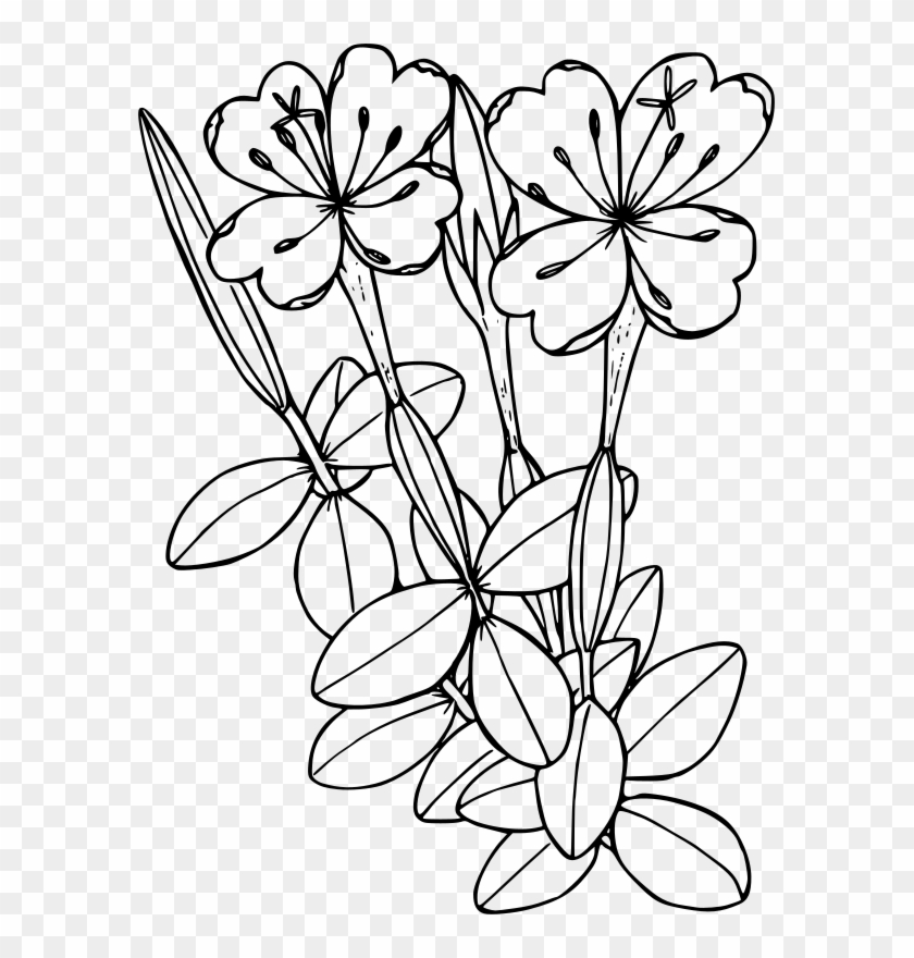 Medium Image - Flower Line Drawing Transparent - Full Size PNG Clipart ...