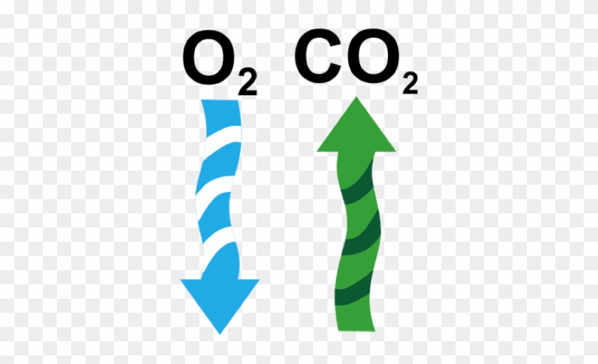 The Respiratory System Is Responsible For Taking In - Respiration Png ...