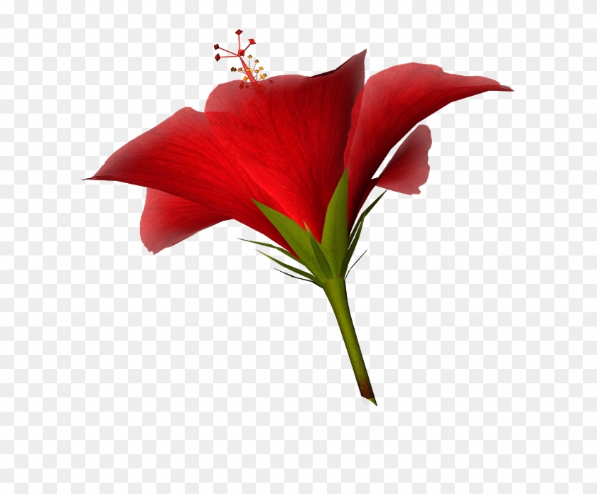 Free High Resolution Clip Art - Lily - Full Size PNG Clipart Images ...