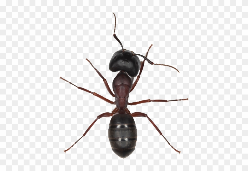 Png Image With Background - Ant Png - Full Size PNG Clipart Images Download