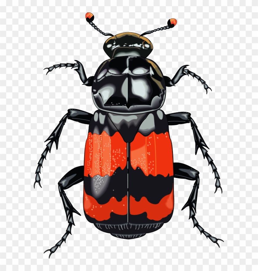 Free Insect Pictures - Free Clipart Beetle - Full Size PNG Clipart ...