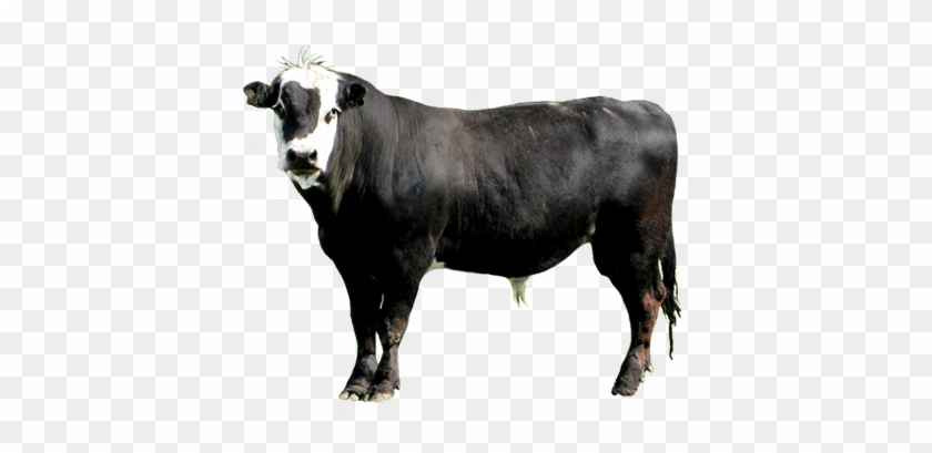 Animal Clip Art - Bull Drawing Side View - Full Size PNG Clipart Images ...