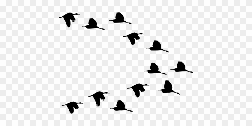 Flock Of Birds Clipart Transparent Pencil And In Color - Flock Of Birds ...