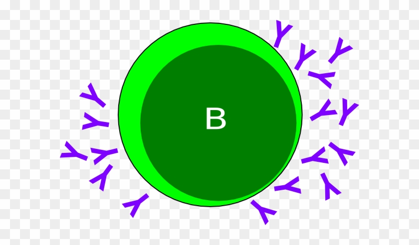 B Cells Clipart - Full Size PNG Clipart Images Download